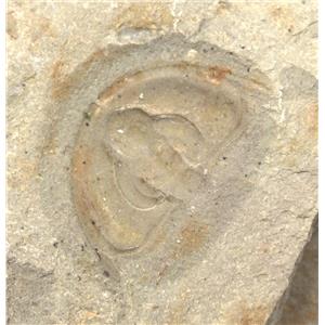 Olenellus Trilobite Fossil Lot 510 Million Years Old Nevada #17573 ...