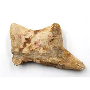 Spinosaurus Dinosaur Vertebra Fossil 100 Mil Yr. Old #18047 . Fossils ...